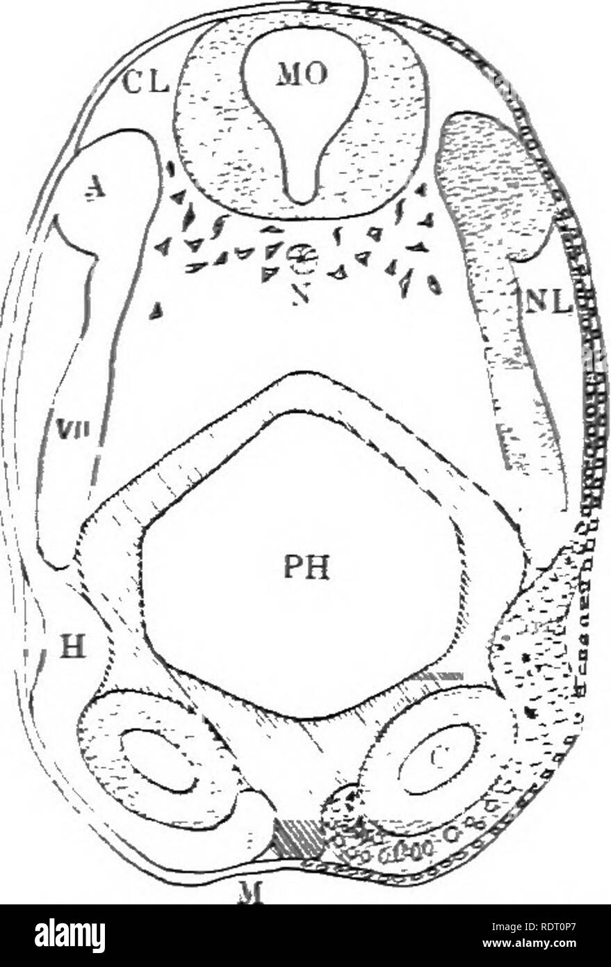 Mesothelium hi-res stock photography and images - Alamy