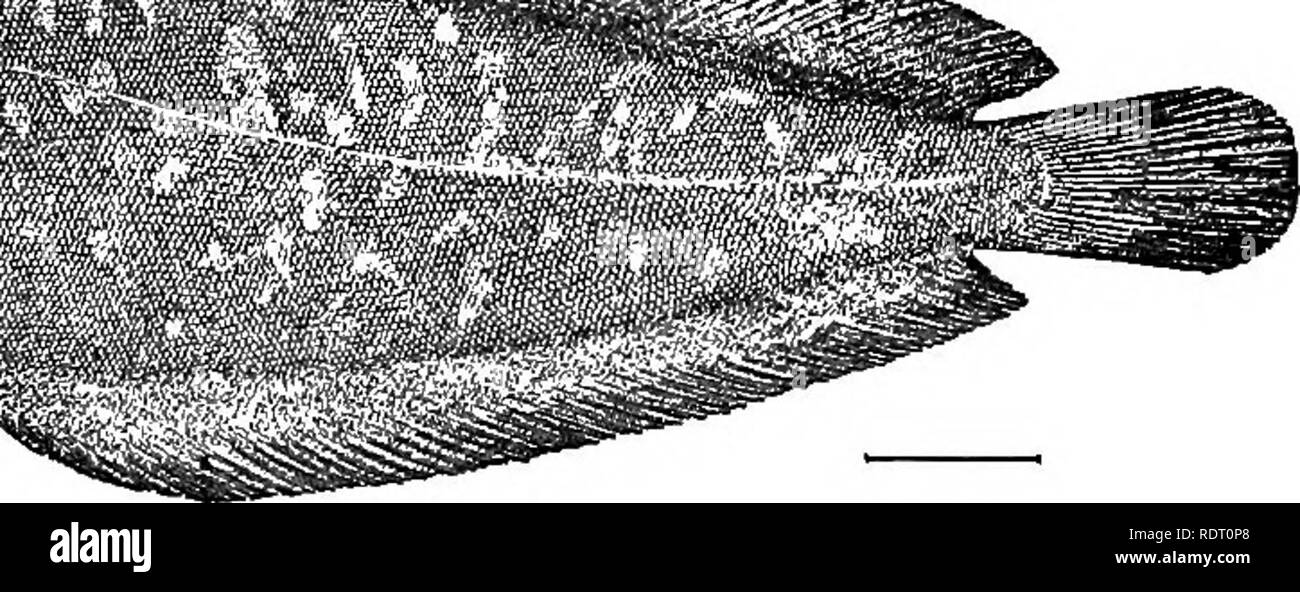 Urophycis Black and White Stock Photos & Images - Alamy