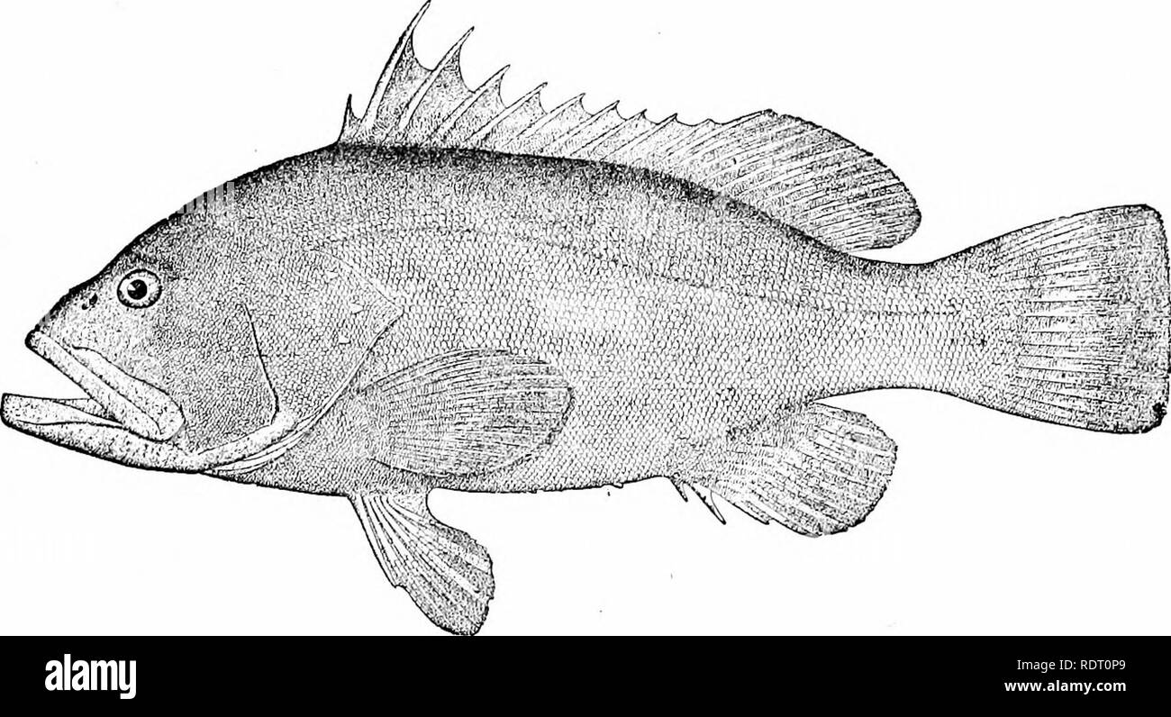 . American food and game fishes : a popular account of all the species ...