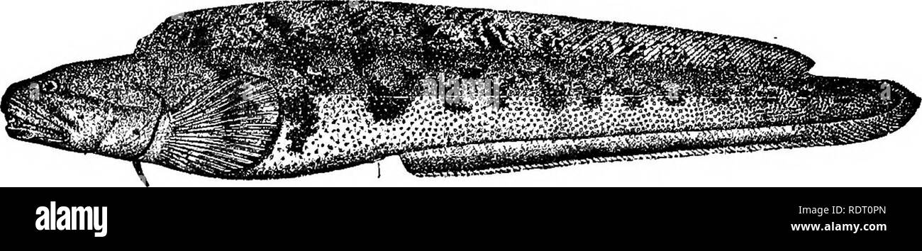. The fishes of North Carolina . Fishes. 378 FISHES OF NOHTH CAROLINA ...