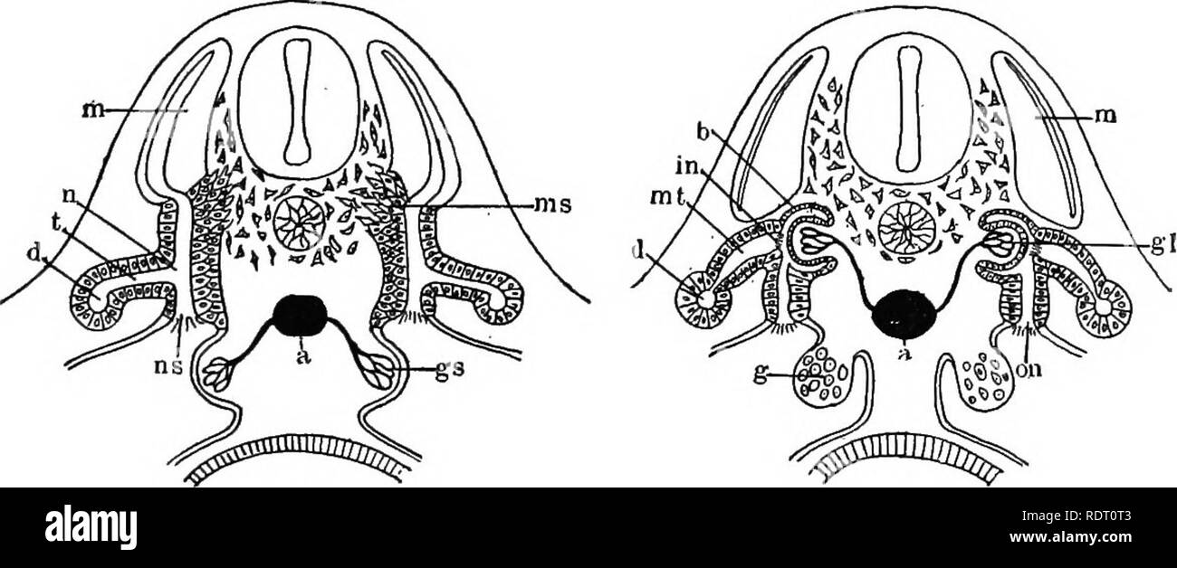 Inner segments solid hi-res stock photography and images - Alamy