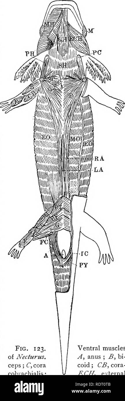 . Text book of vertebrate zoology. Vertebrates; Anatomy, Comparative ...
