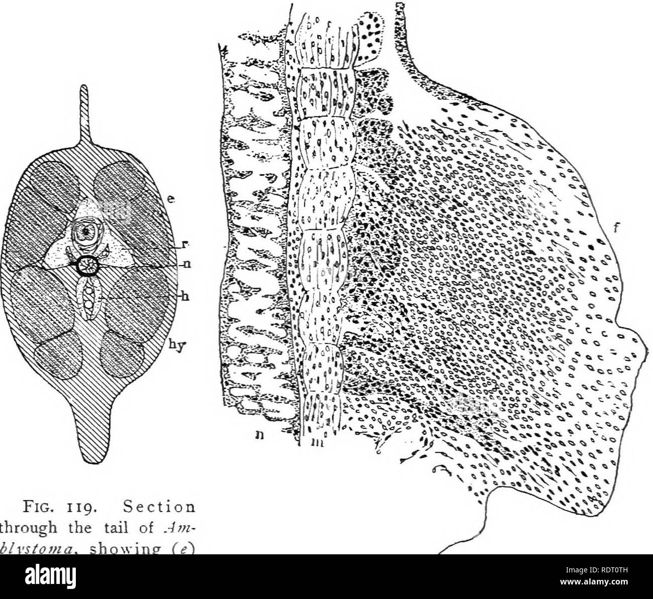 Pelvic musculature Black and White Stock Photos & Images - Alamy
