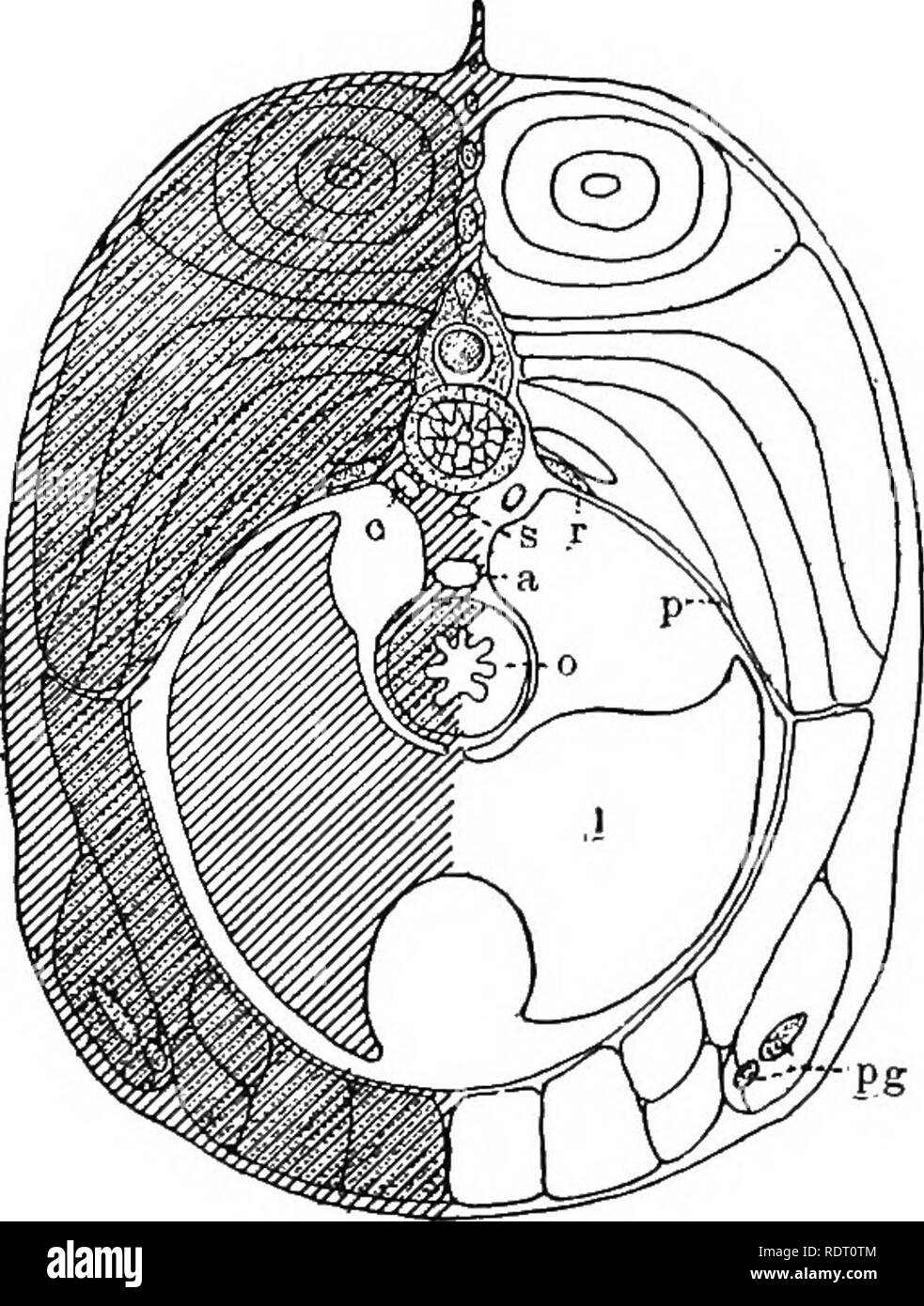 . Text book of vertebrate zoology. Vertebrates; Anatomy, Comparative ...