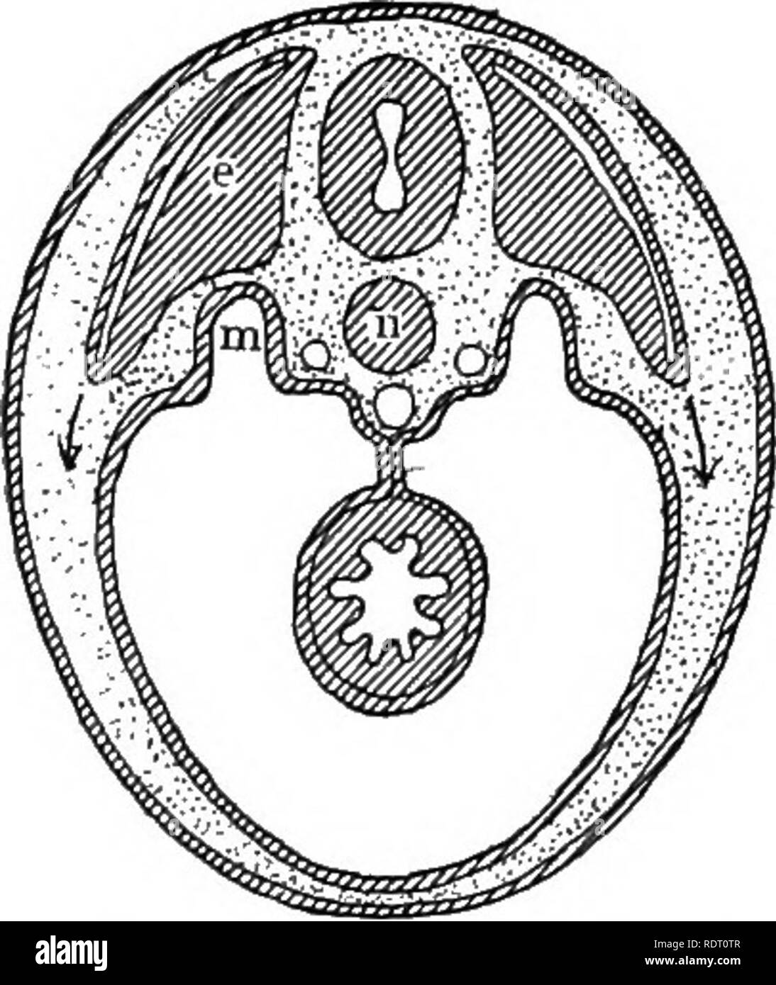 . Text book of vertebrate zoology. Vertebrates; Anatomy, Comparative ...