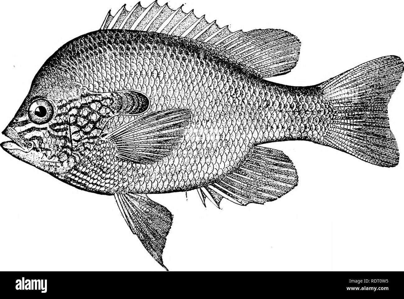 . American food and game fishes : a popular account of all the species ...