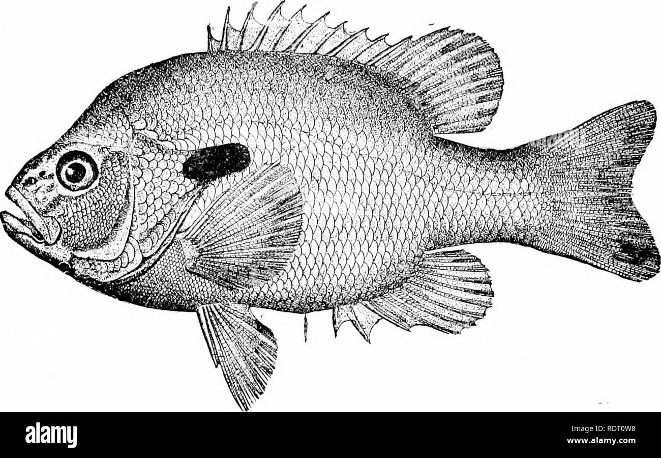 . American food and game fishes : a popular account of all the species ...