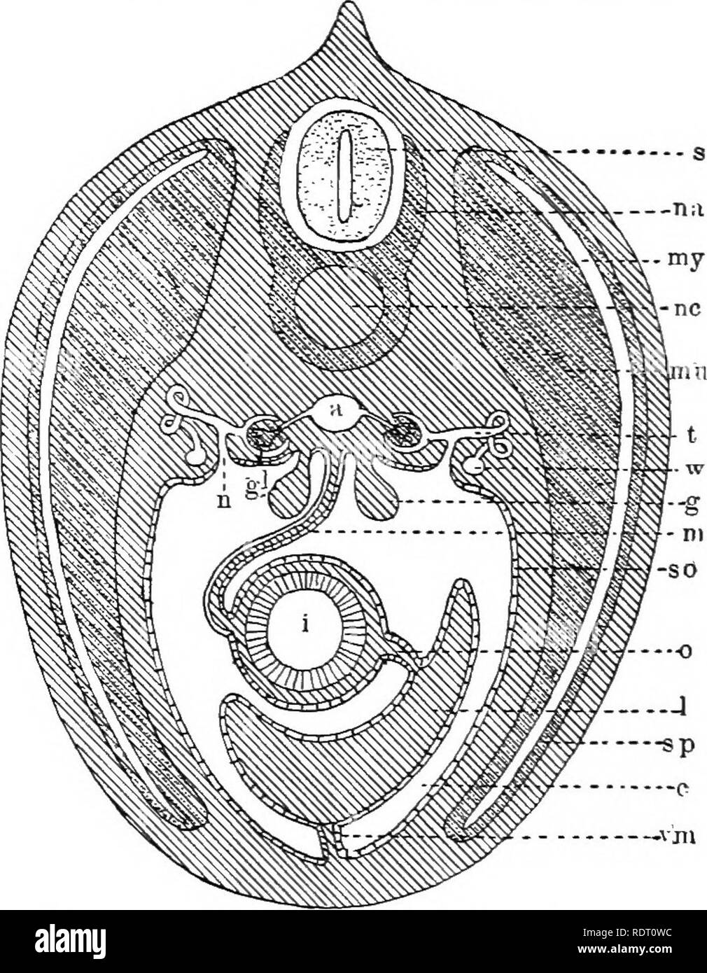 Mesothelium hi-res stock photography and images - Alamy