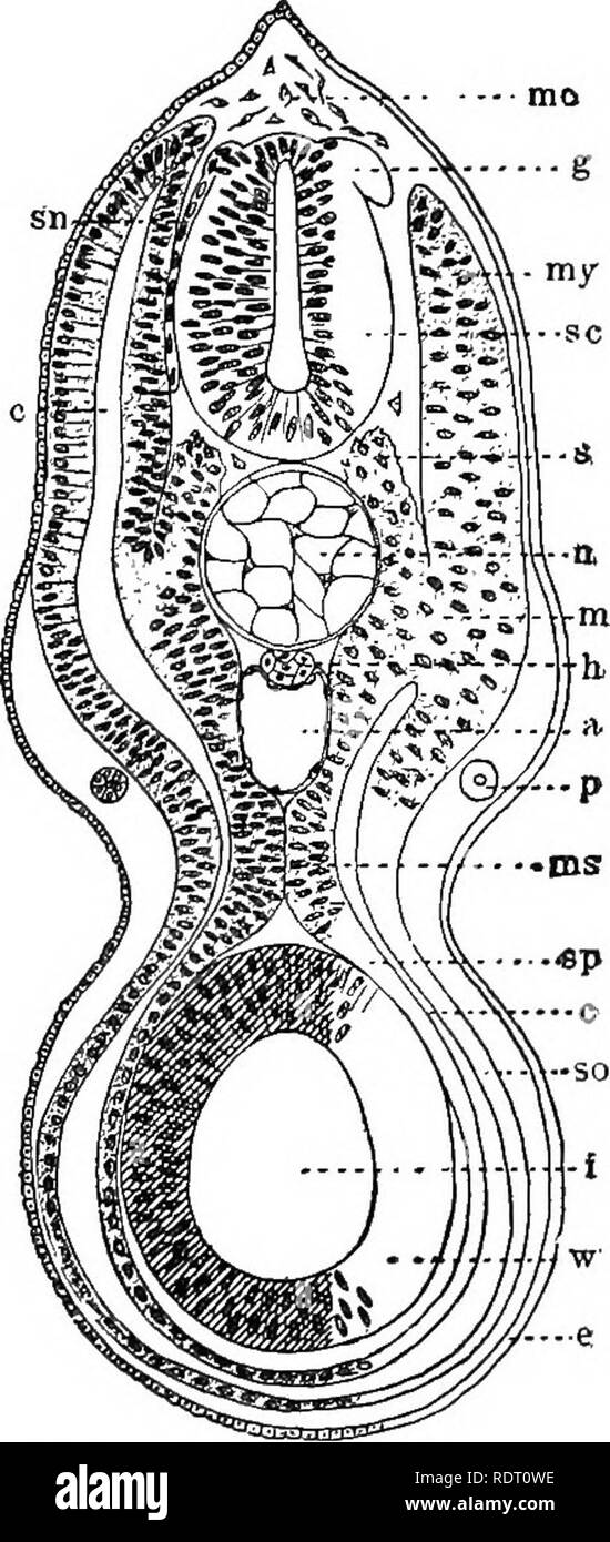 . Text book of vertebrate zoology. Vertebrates; Anatomy, Comparative ...