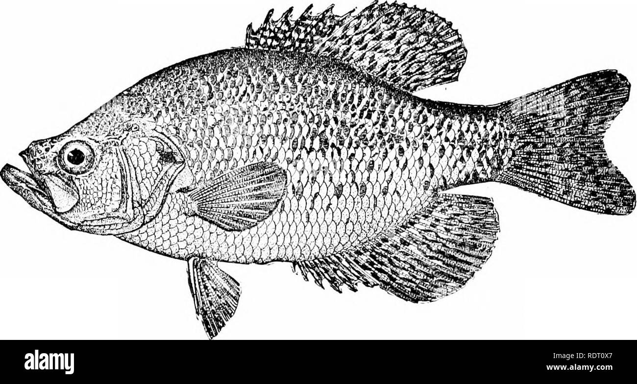 Croppie fish hi-res stock photography and images - Alamy