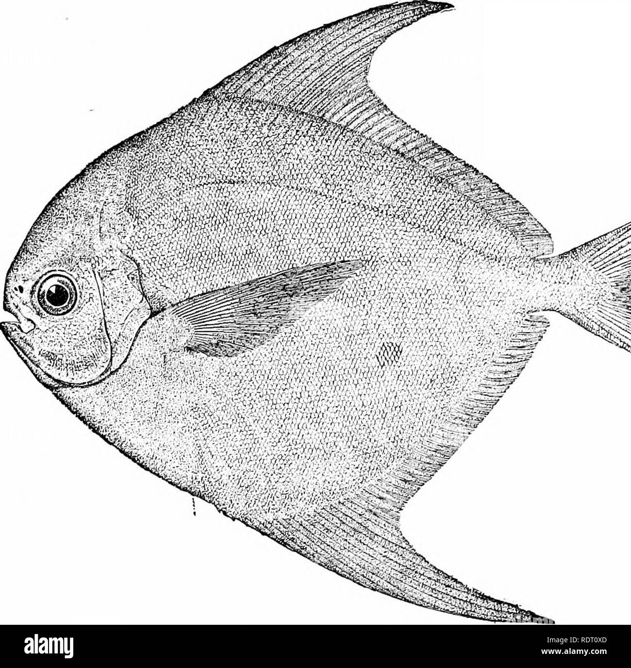 . American food and game fishes : a popular account of all the species ...