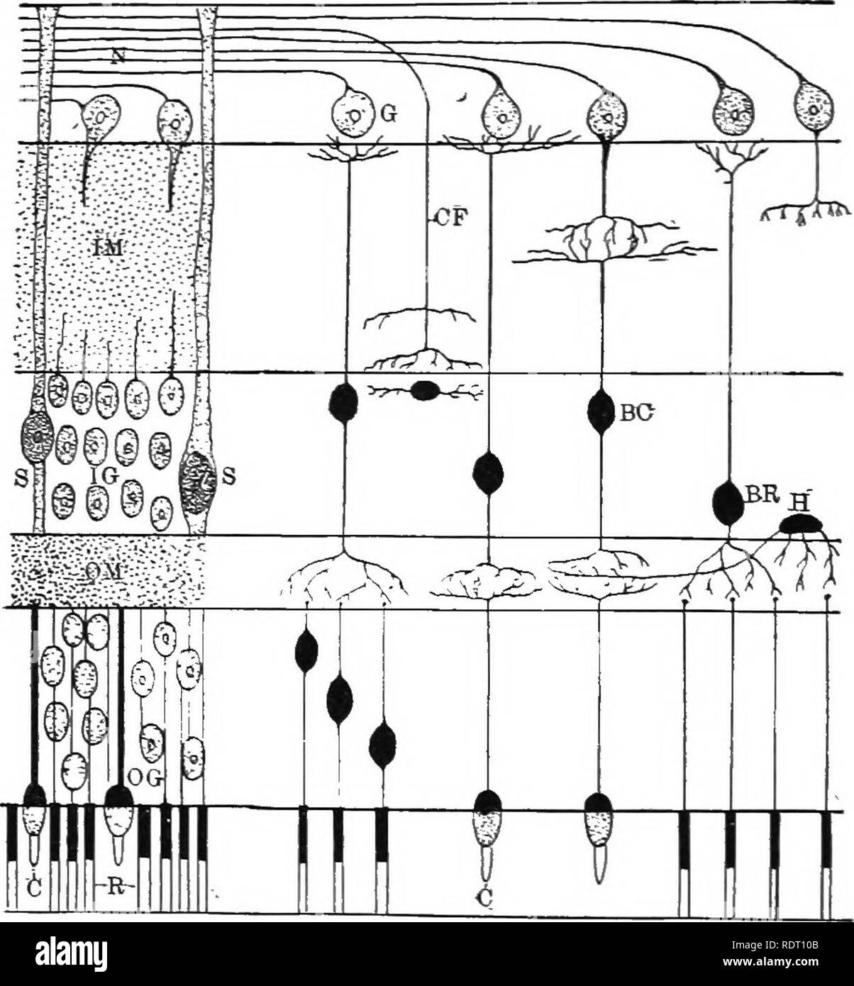 Retinal ganglion cell axons Black and White Stock Photos & Images - Alamy