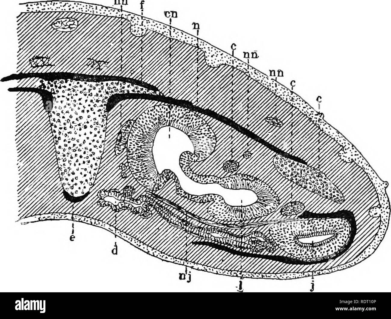 Jacobson organ Black and White Stock Photos & Images - Alamy