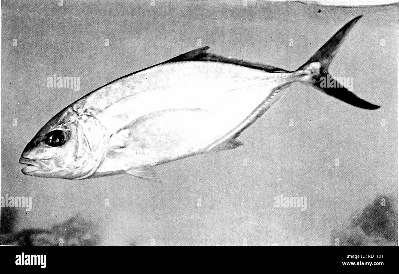 bar jack fish drawing