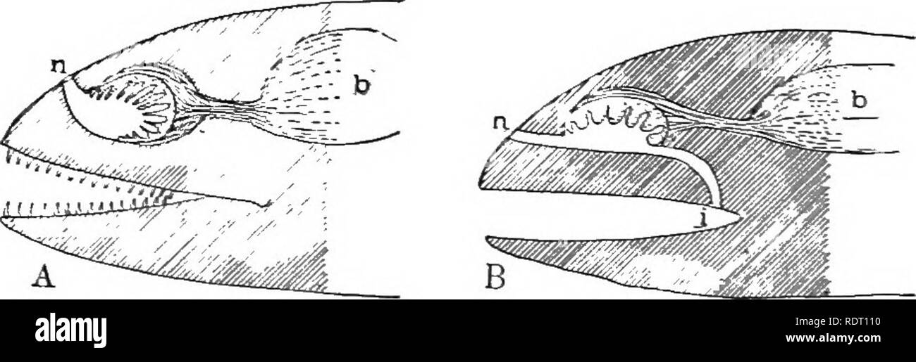 External nares hi-res stock photography and images - Alamy