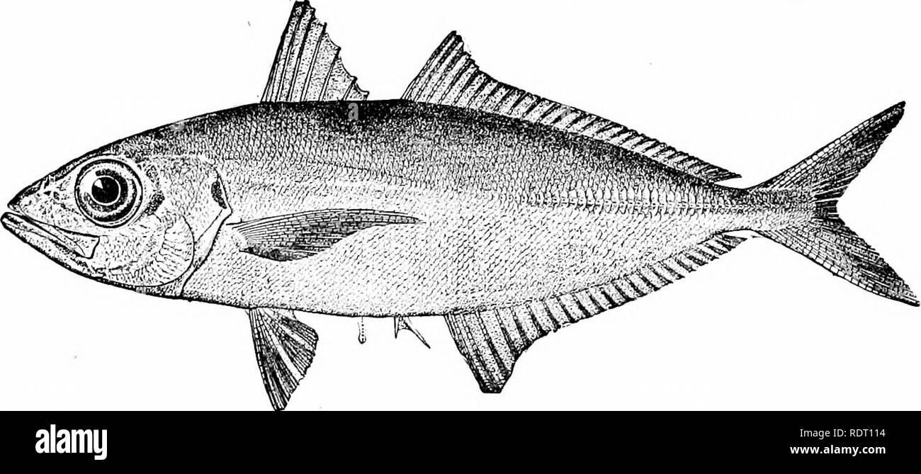 . American food and game fishes : a popular account of all the species ...