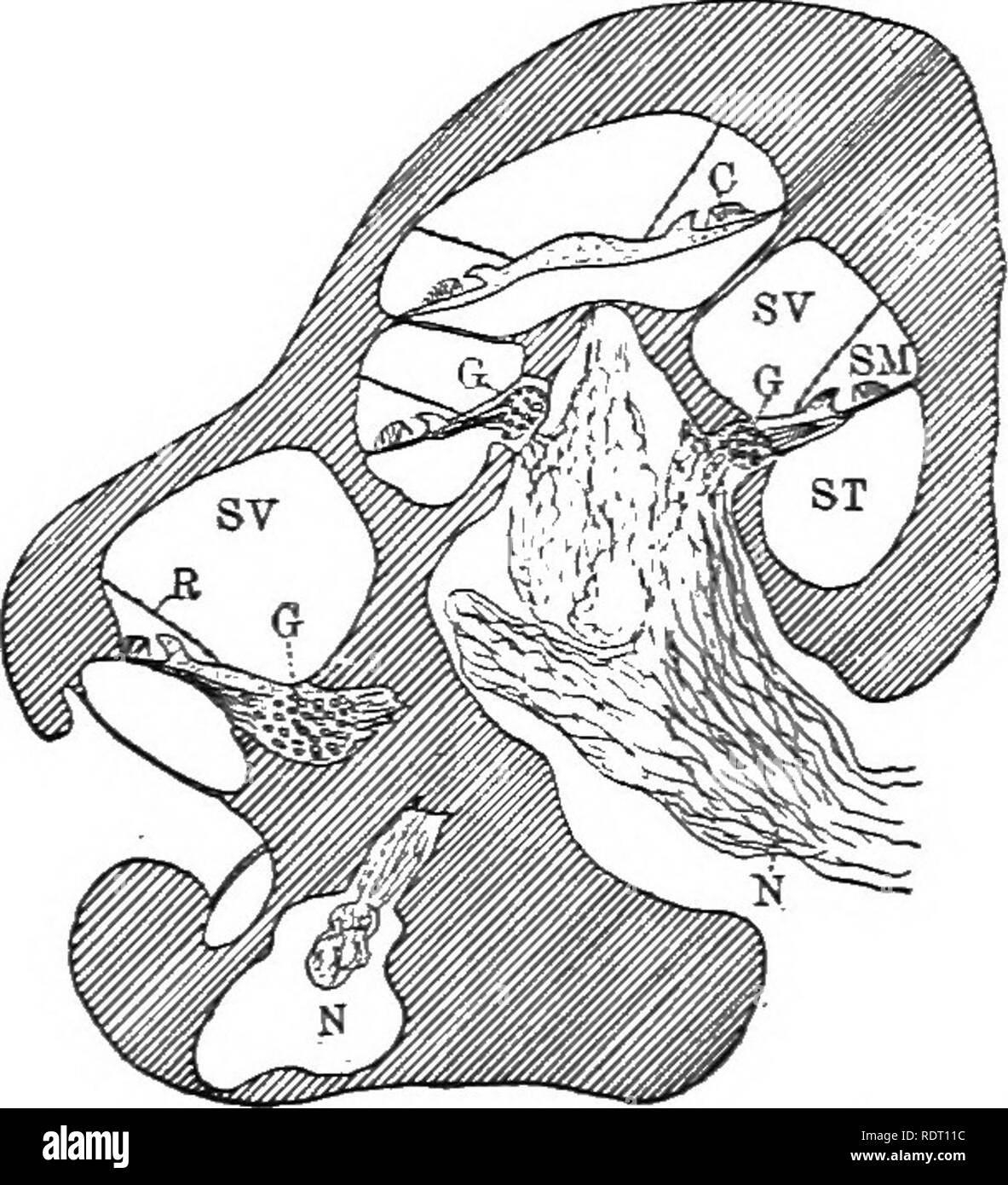 Basilar papilla hi-res stock photography and images - Alamy