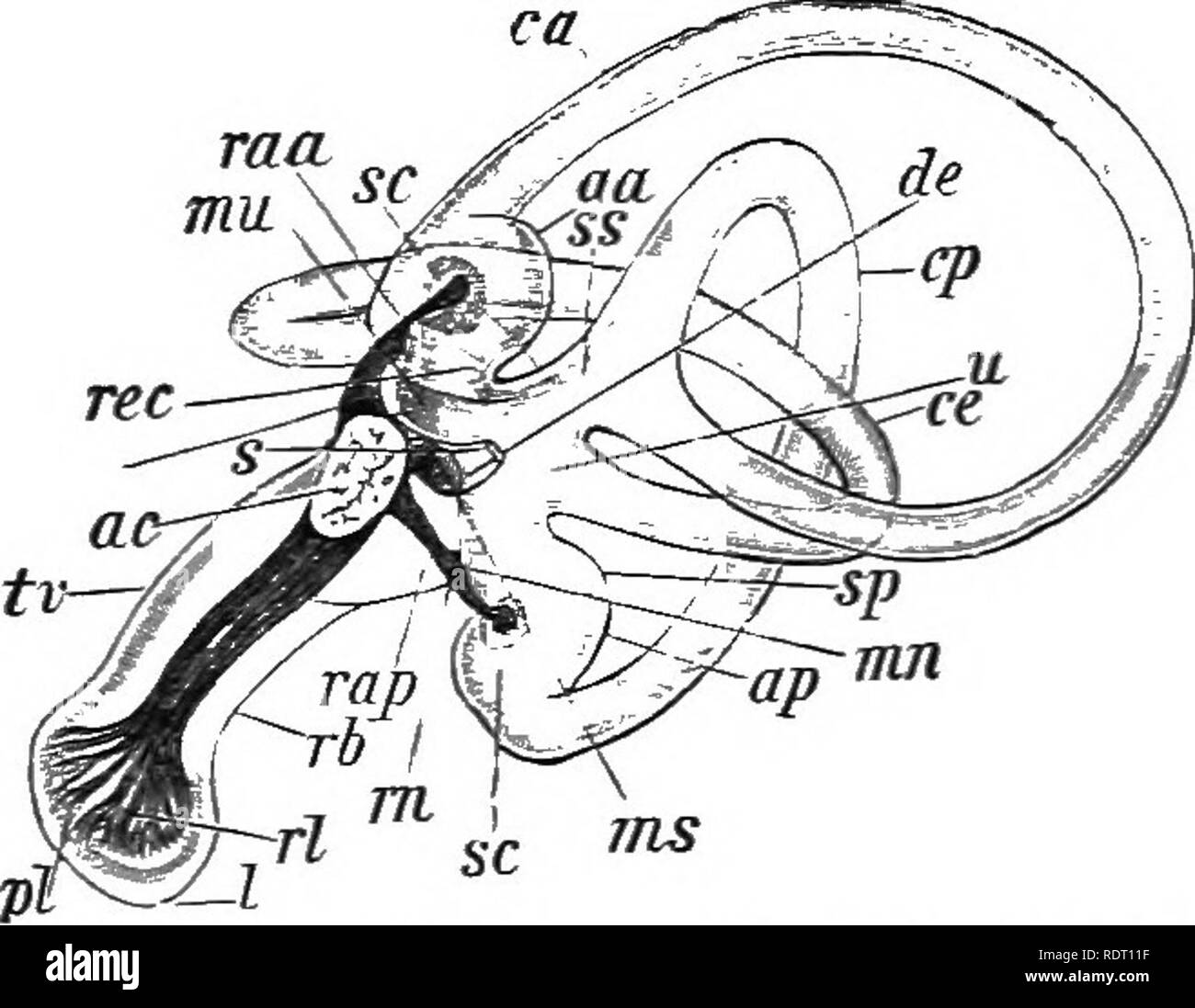 Basilar papilla hi-res stock photography and images - Alamy