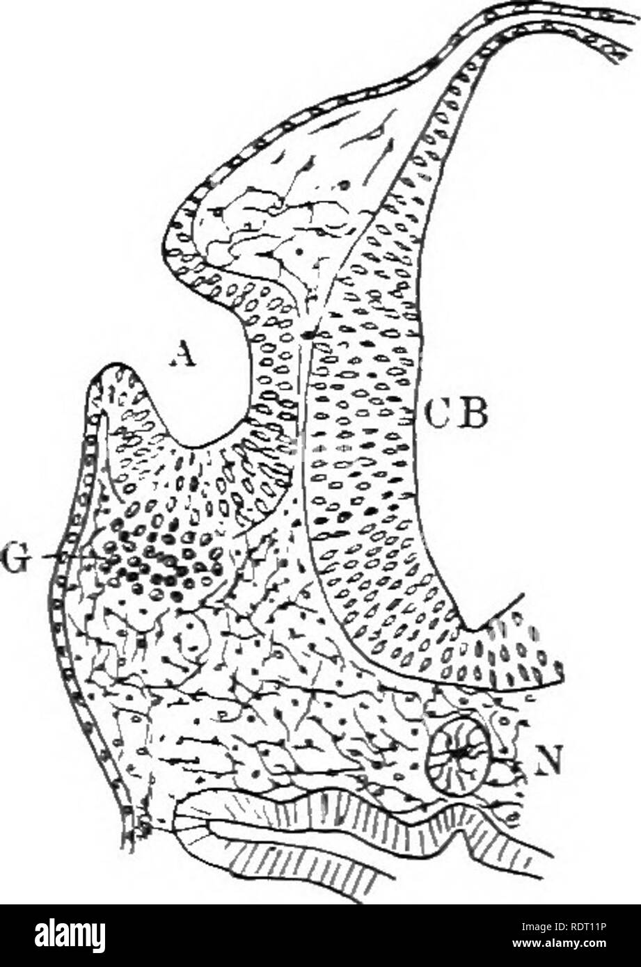 Inner ear anatomy Black and White Stock Photos & Images - Alamy