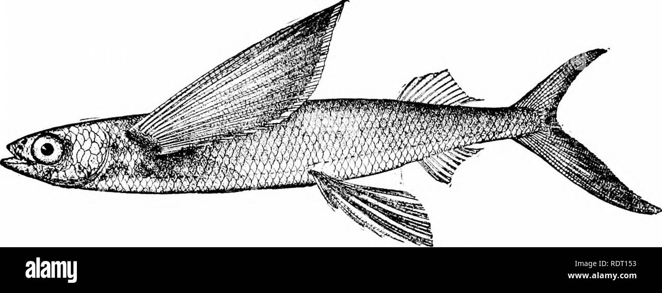 Flying fish species in Black and White Stock Photos & Images - Alamy