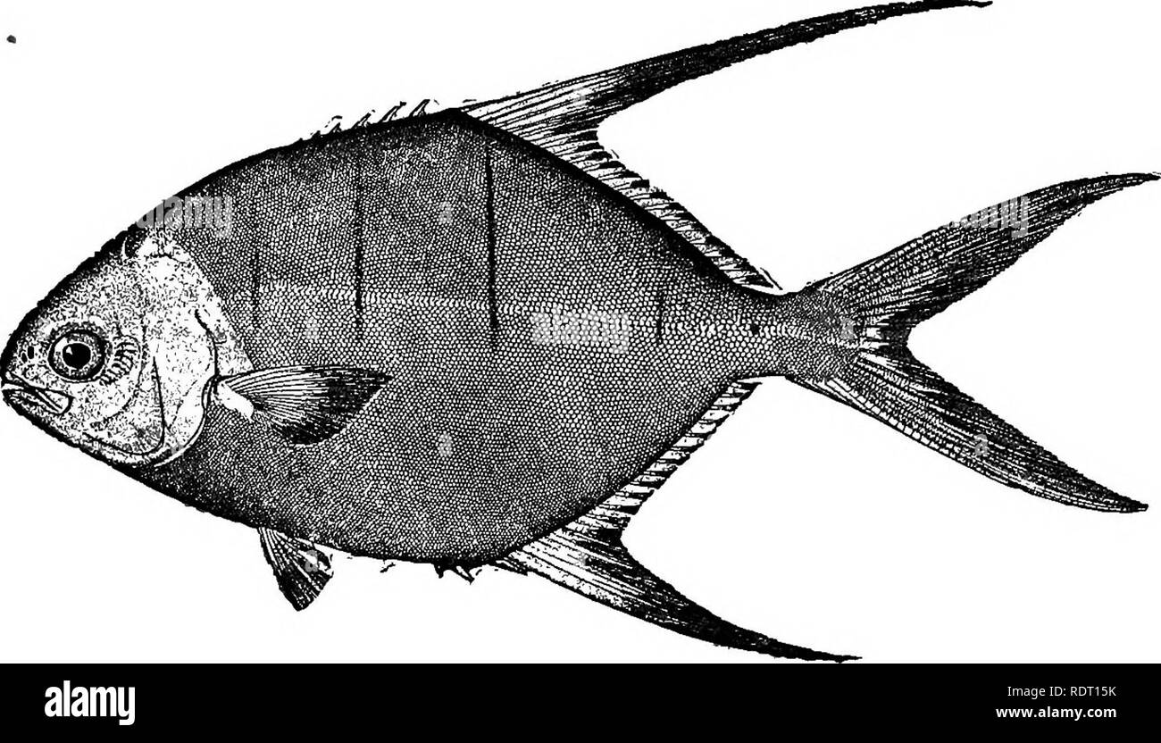 Lac scales Black and White Stock Photos & Images - Alamy