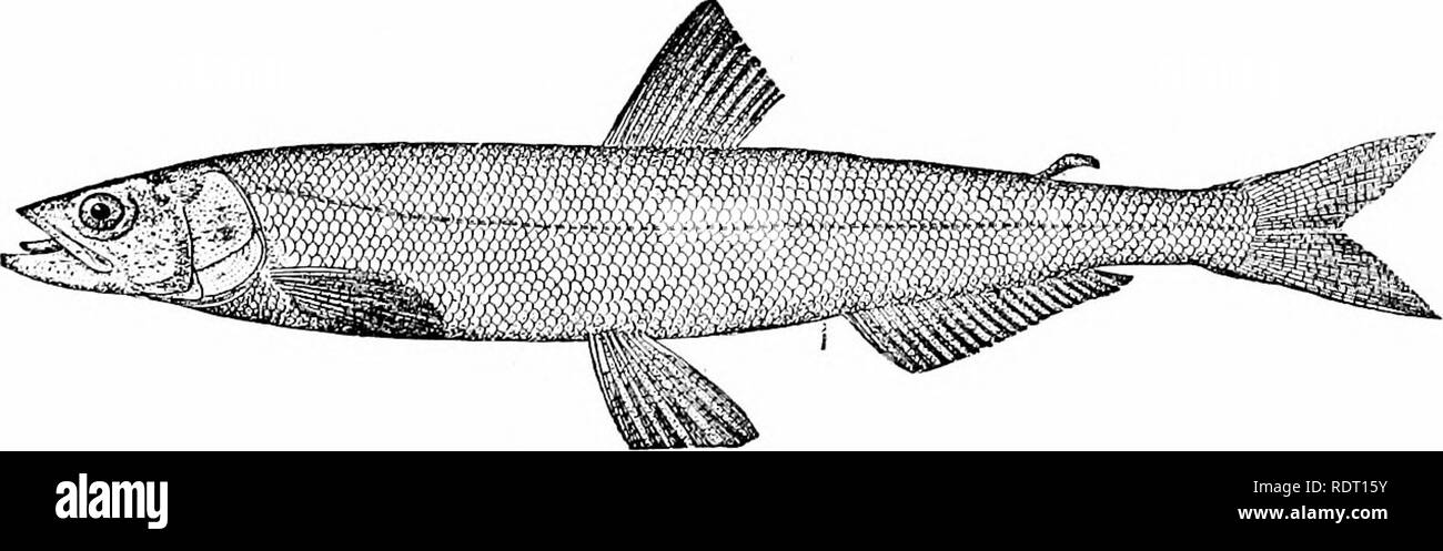 Eulachon oil hi-res stock photography and images - Alamy