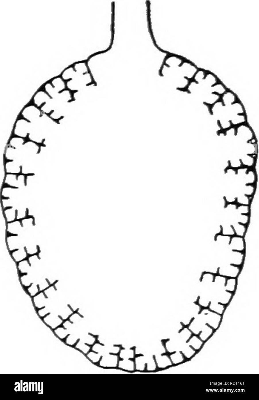 Cartilage rings of the trachea Black and White Stock Photos & Images ...