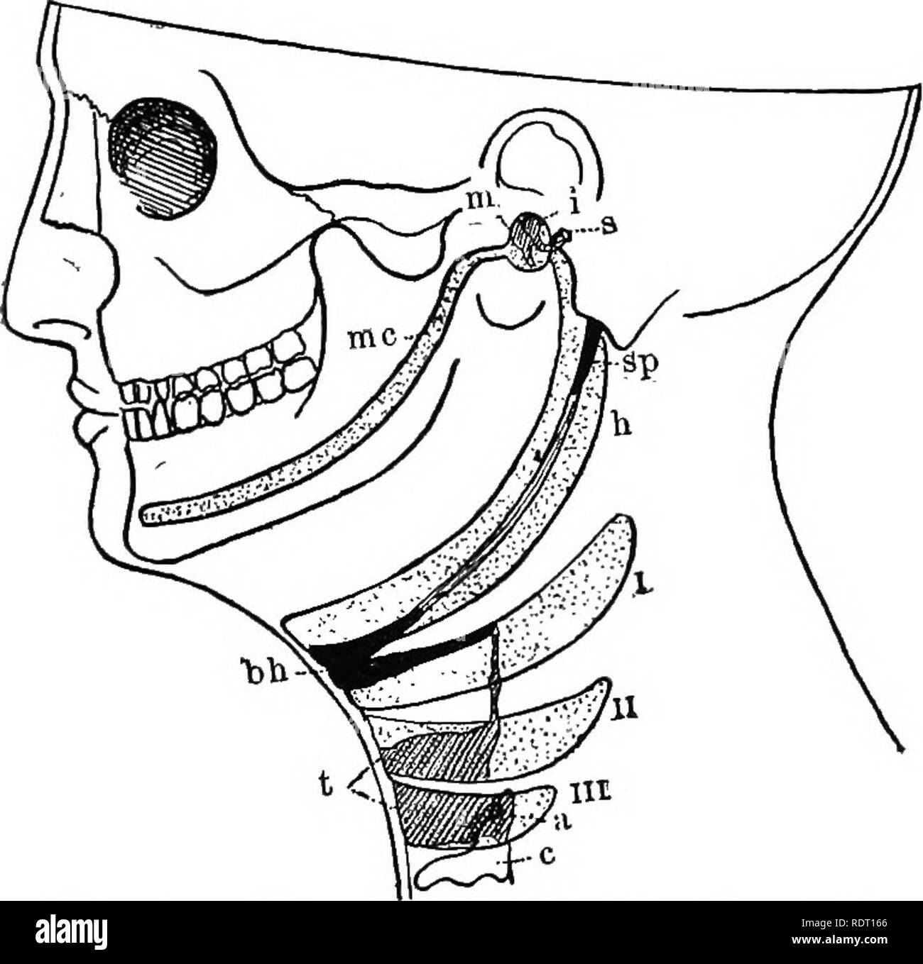 Cartilages of larynx Black and White Stock Photos & Images - Alamy