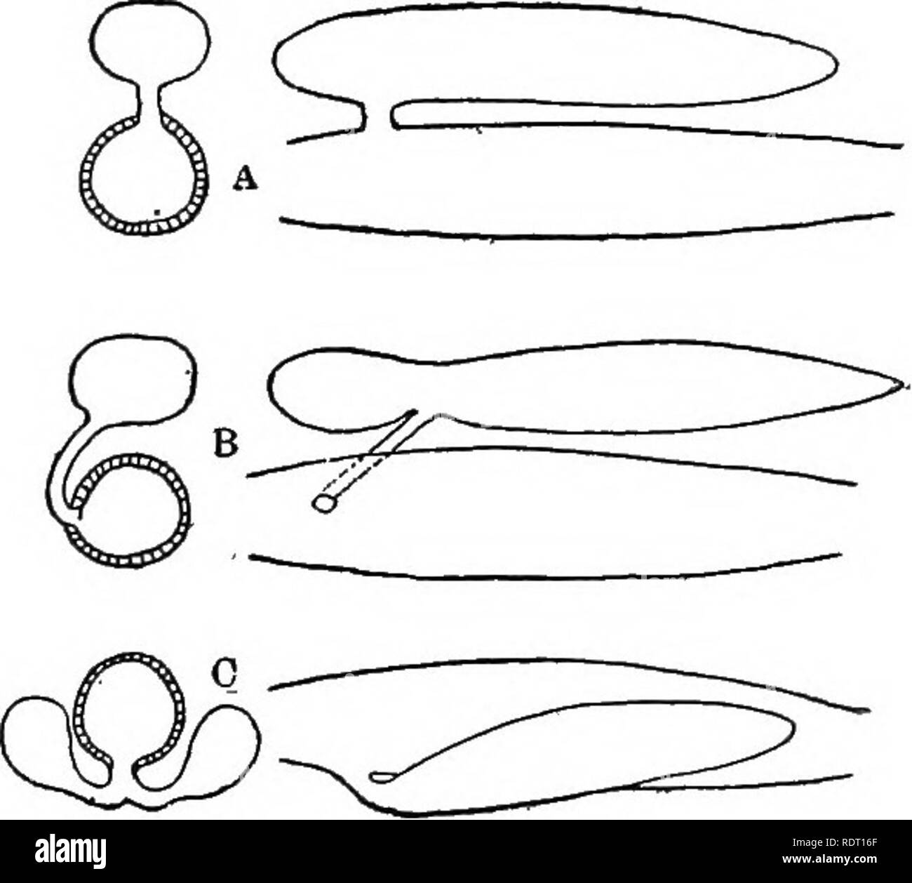 . Text book of vertebrate zoology. Vertebrates; Anatomy, Comparative ...