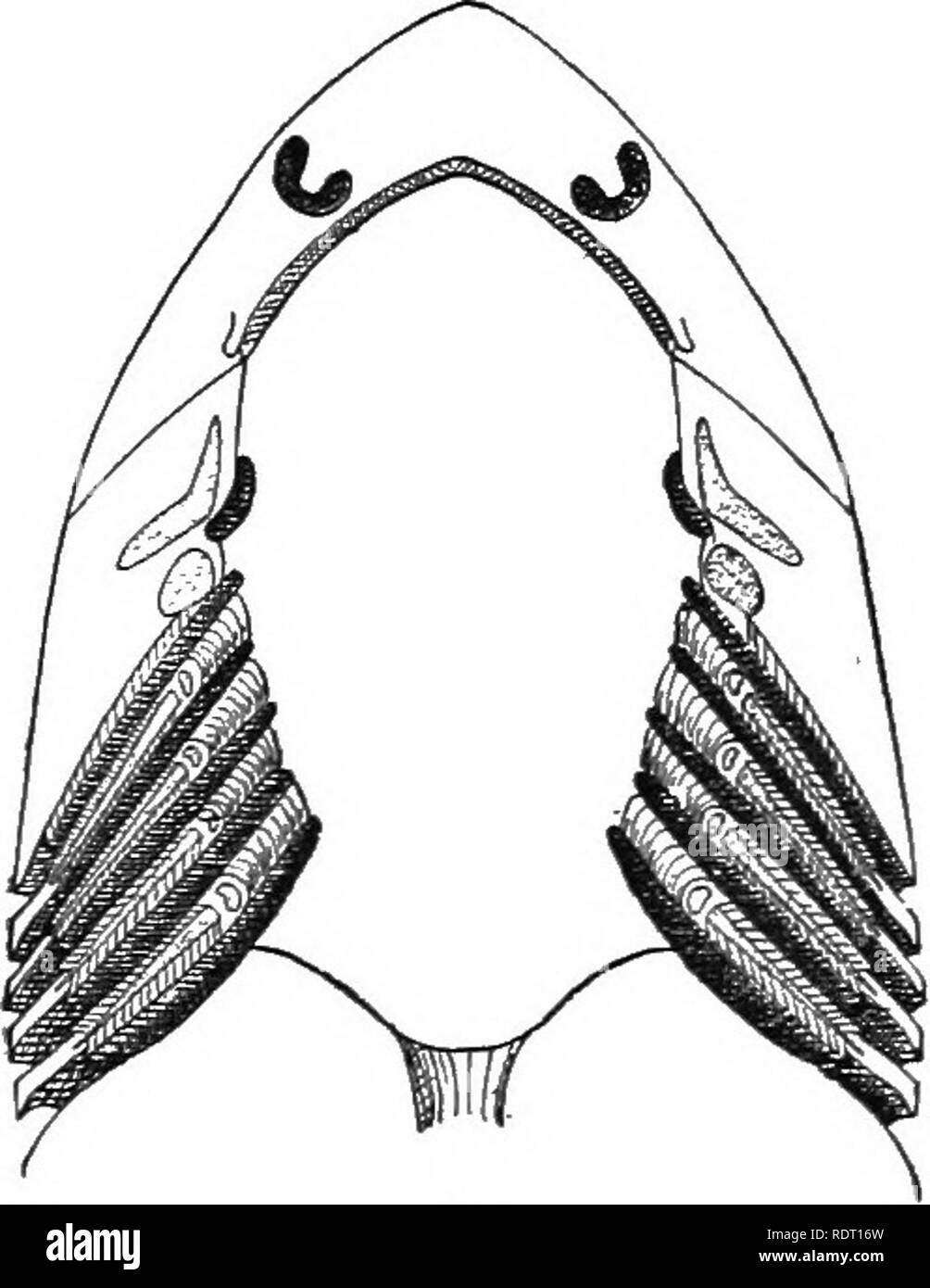 . Text book of vertebrate zoology. Vertebrates; Anatomy, Comparative ...