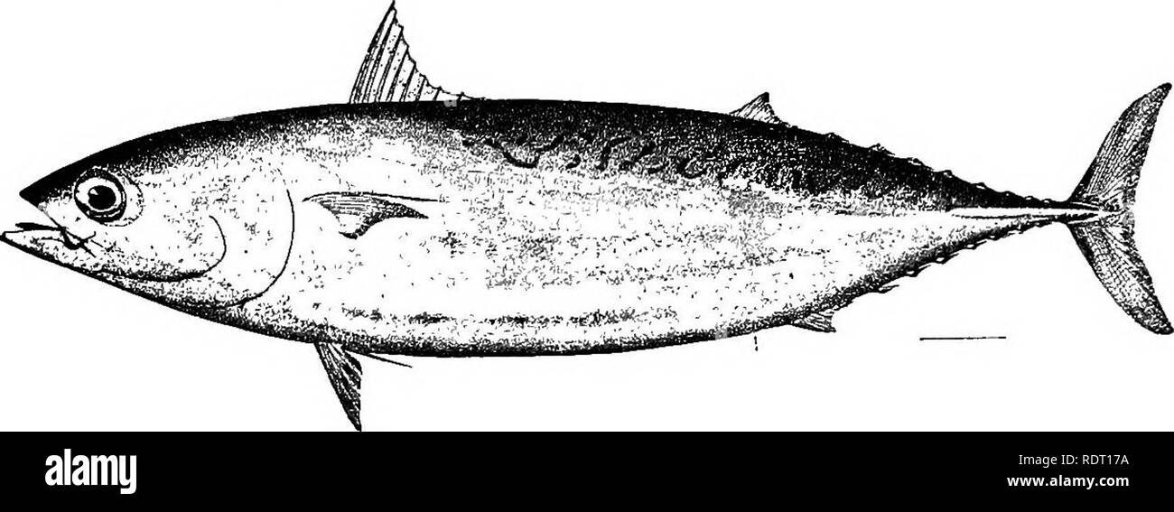 Auxis thazard Black and White Stock Photos & Images - Alamy