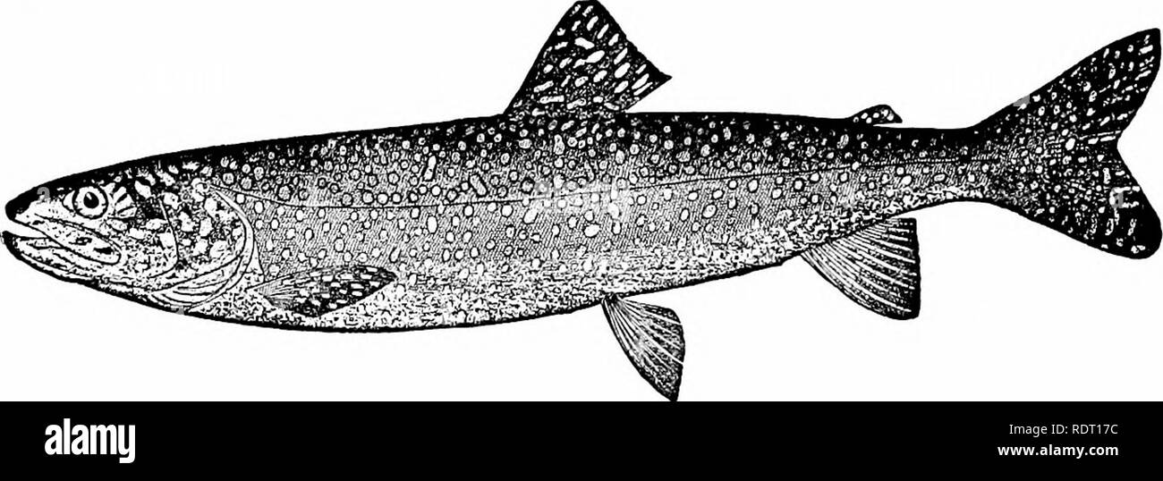 . American food and game fishes : a popular account of all the species ...