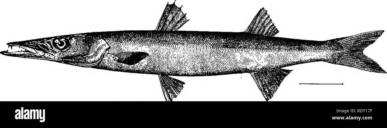 . The fishes of North Carolina . Fishes. SYSTEMATIC CATALOGUE OF FISHES ...