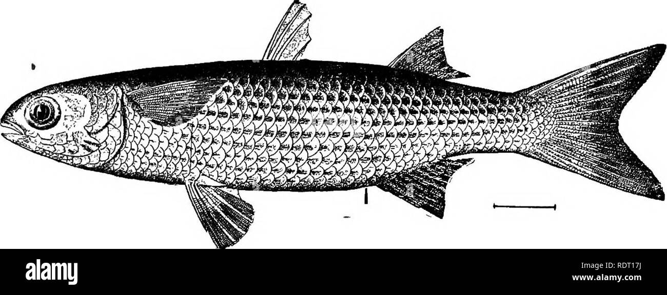 Mullet Fish Diagram