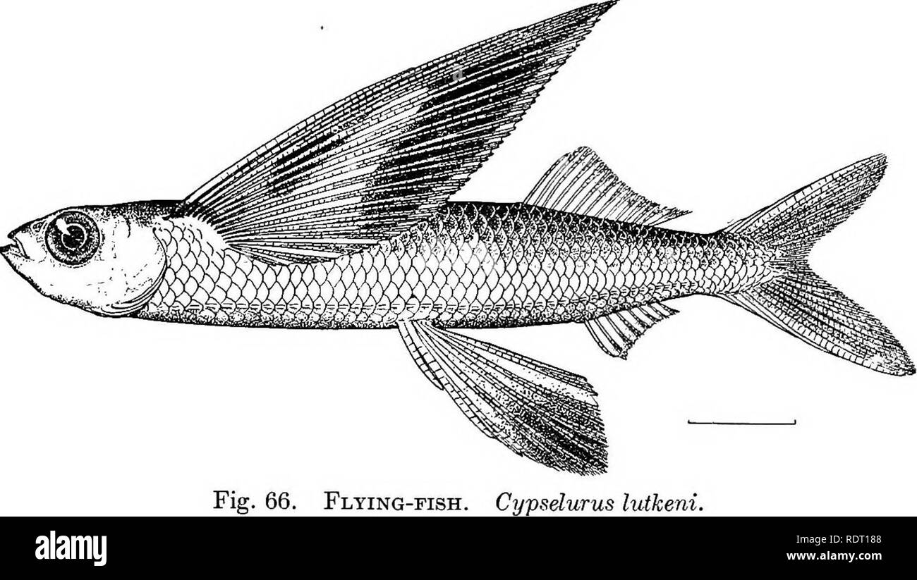 Vertebral column fish hi-res stock photography and images - Alamy