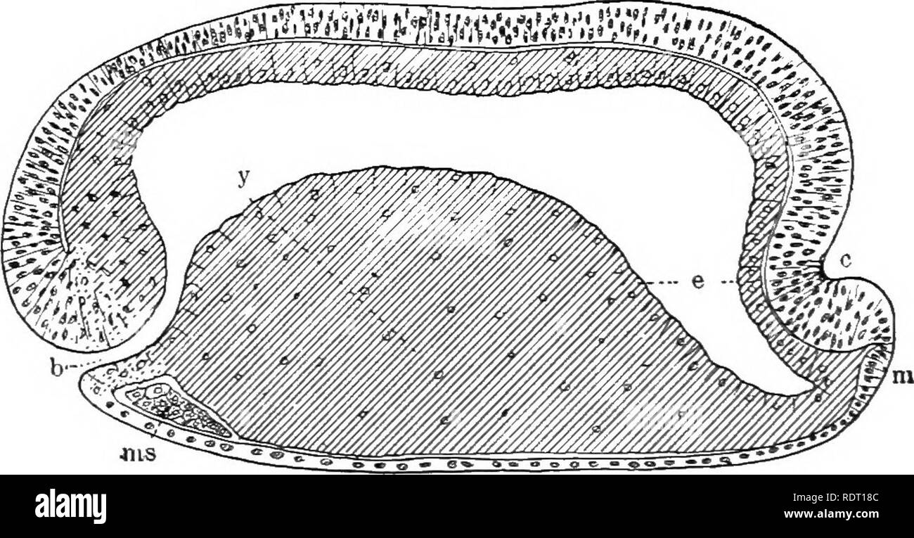 Gastrula Diagram