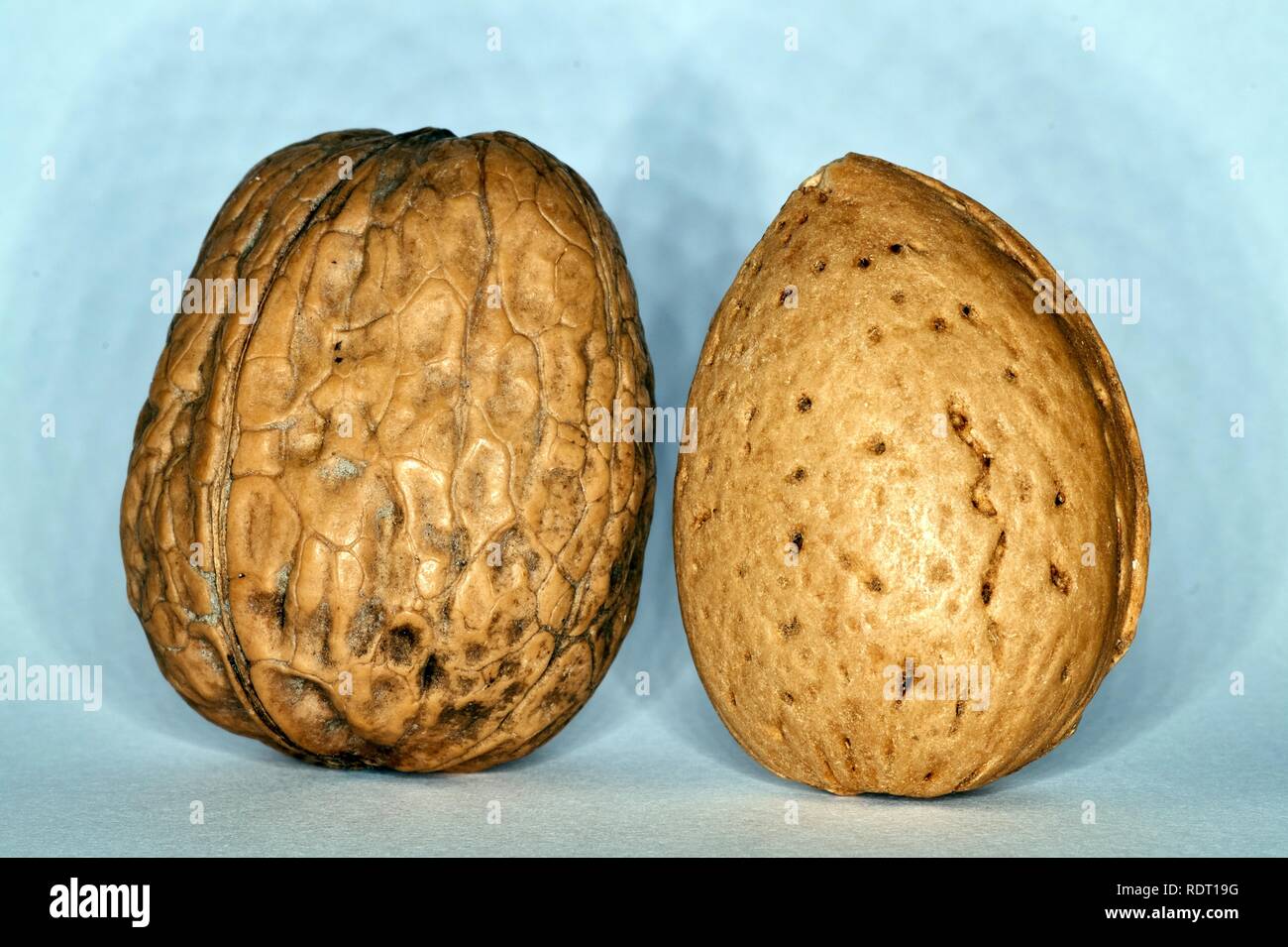 Walnut and Almonds nuts isolated on white background Stock Photo - Alamy