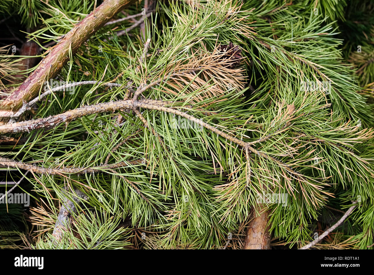 Closeup of green pine branches that are starting to dry up Stock Photo ...