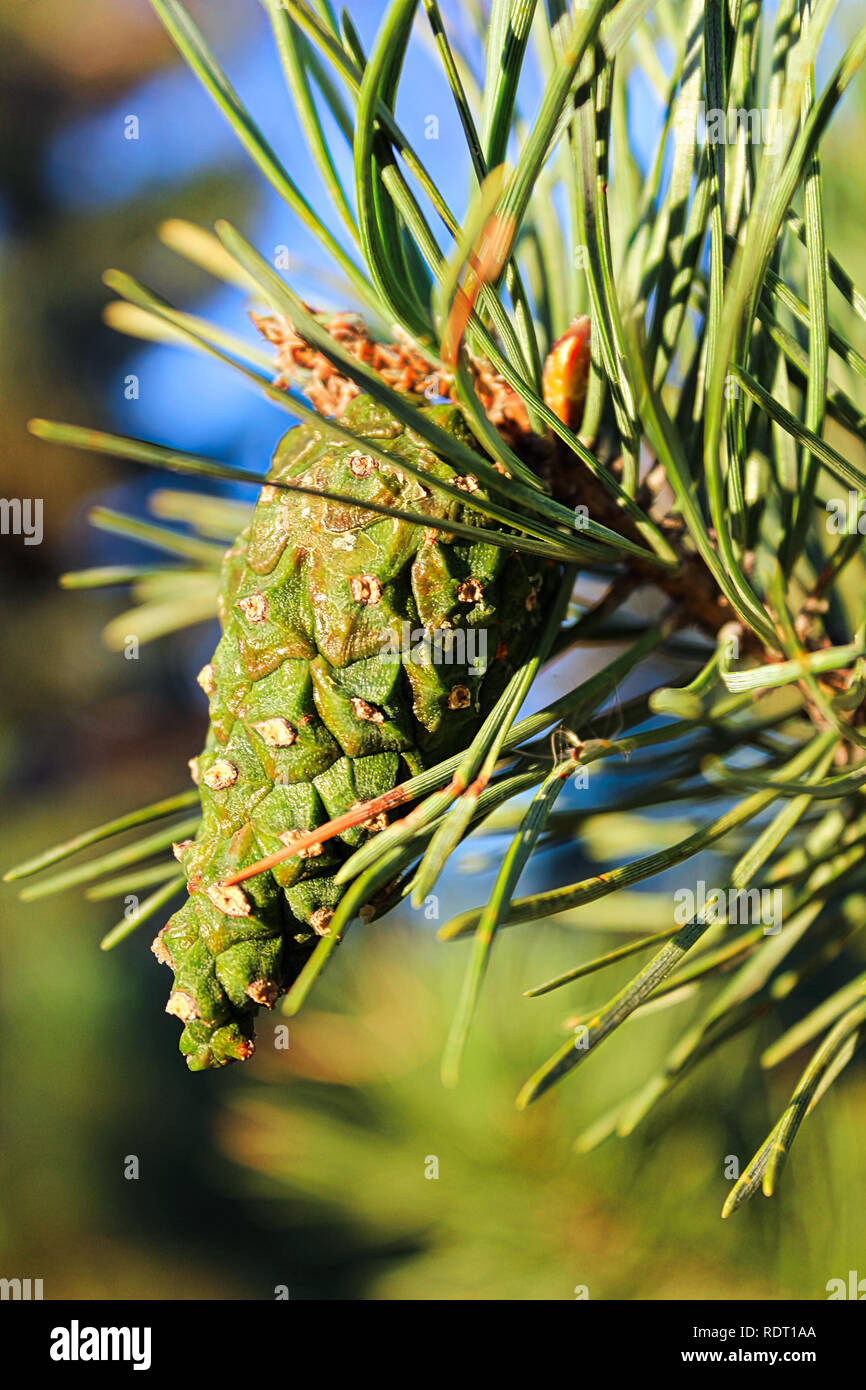 Scots pine cone hi-res stock photography and images - Alamy
