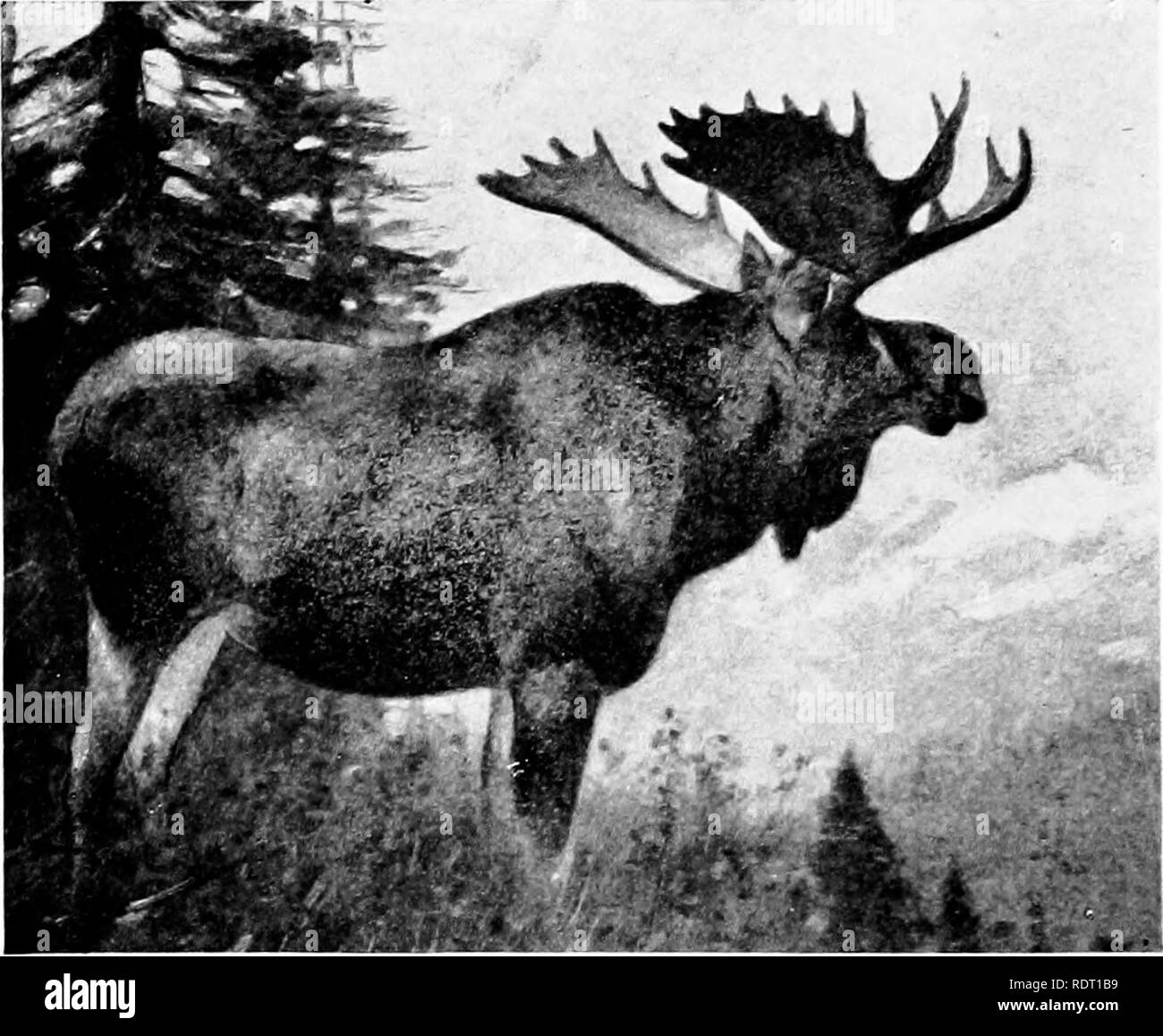 Heaviest member Black and White Stock Photos & Images - Alamy