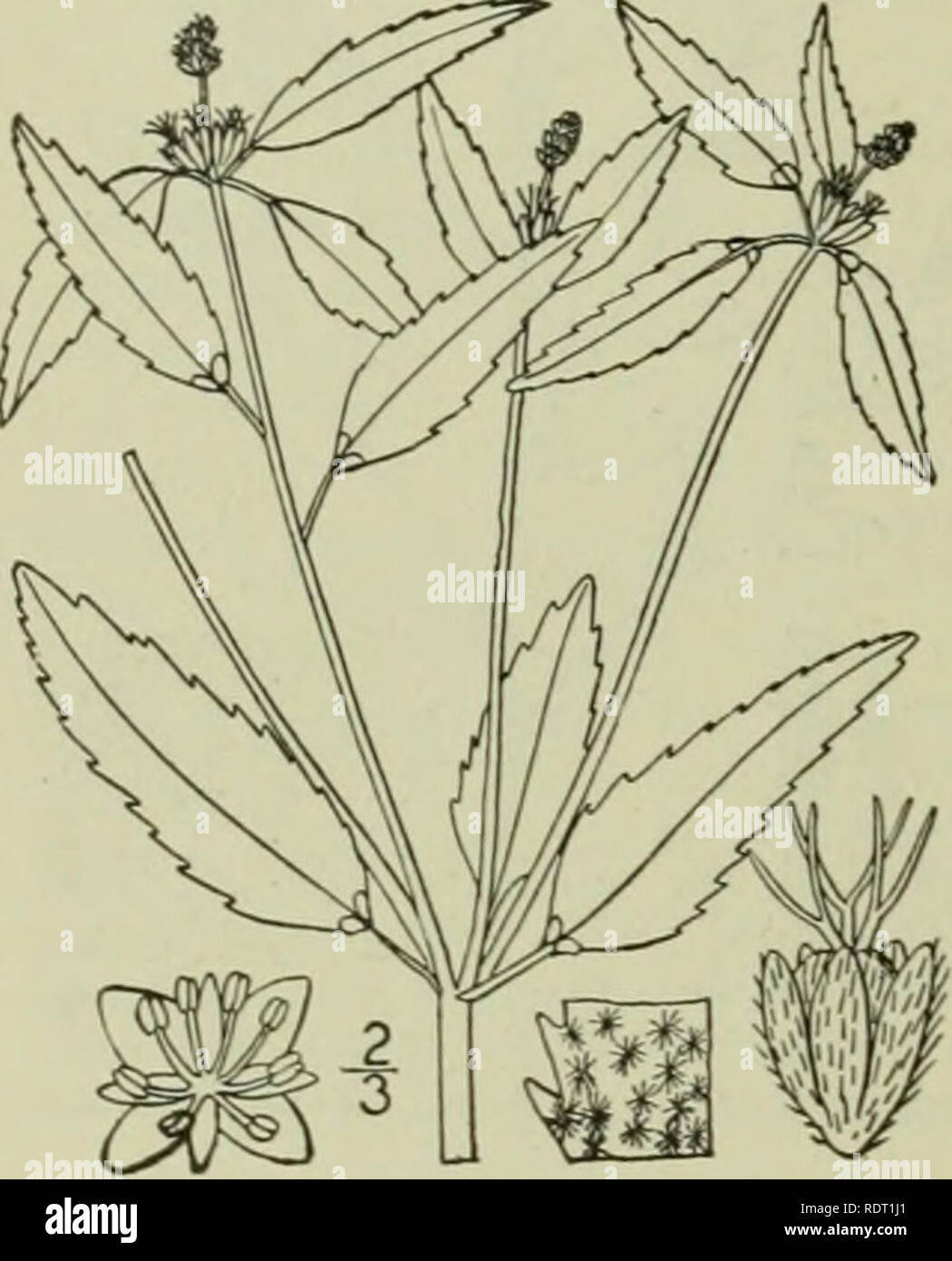 Croton sp hi-res stock photography and images - Alamy