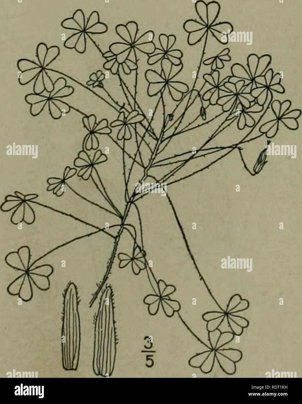 . An illustrated flora of the northern United States, Canada and the ...
