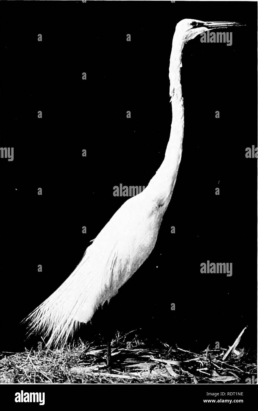 Heron and frog Black and White Stock Photos & Images - Alamy