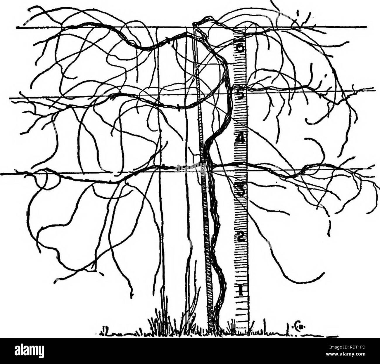 Renewal pruning hi-res stock photography and images - Alamy