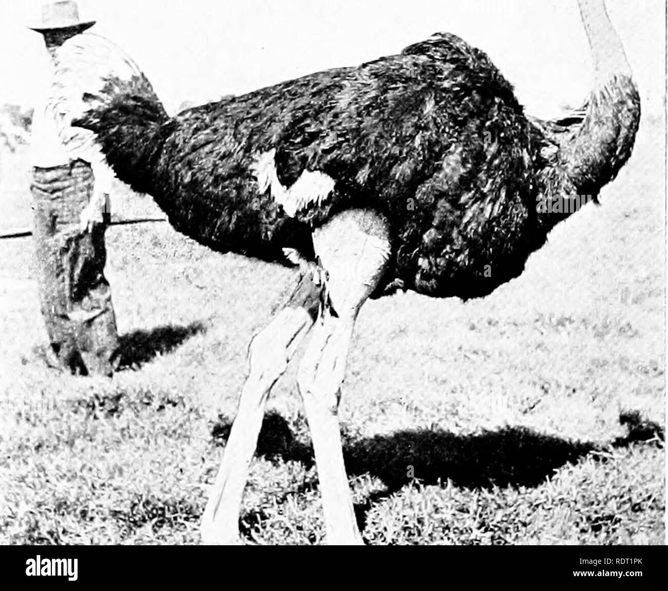 Two toed feet Black and White Stock Photos & Images - Alamy