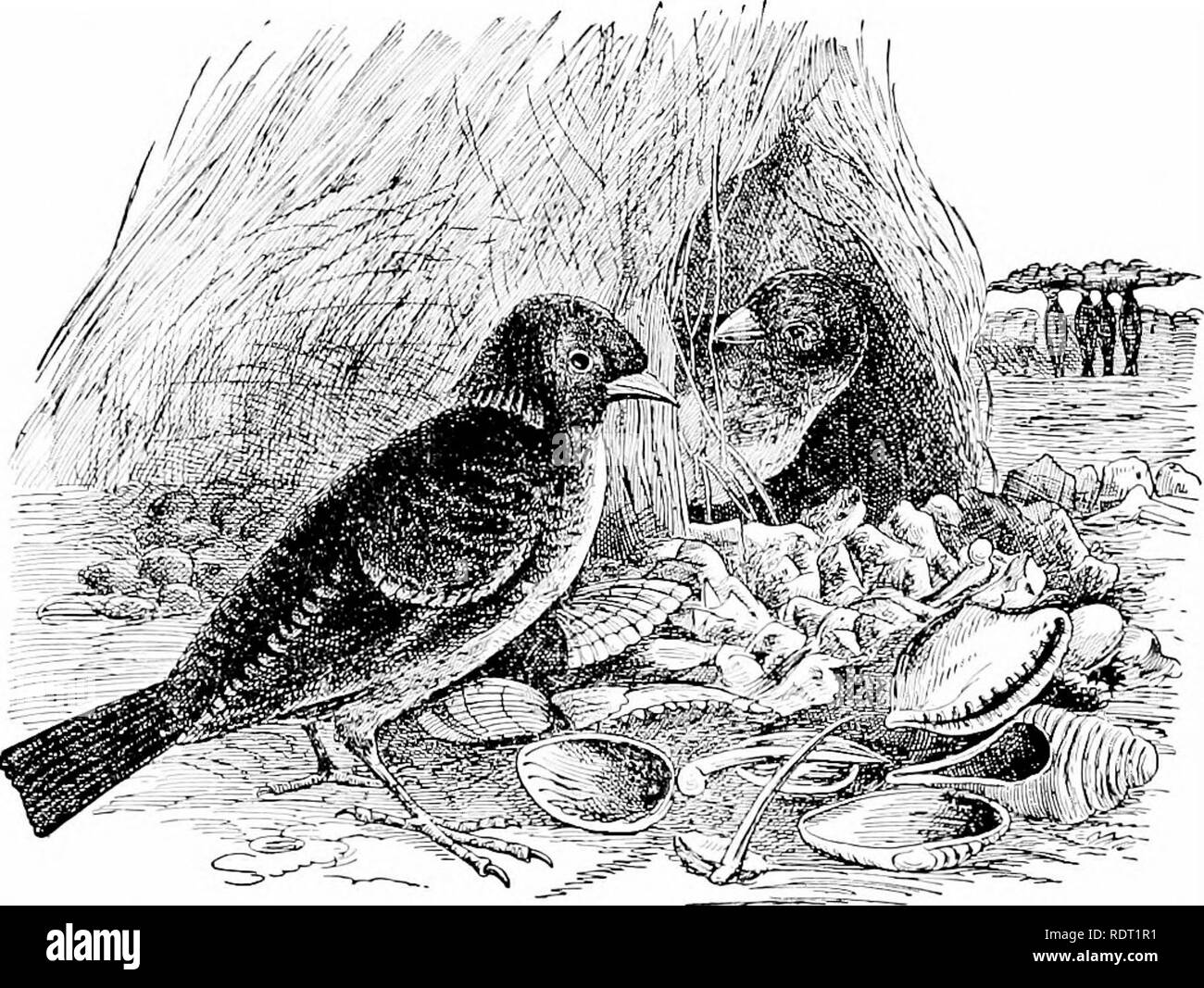 Nesting seals Black and White Stock Photos & Images - Alamy