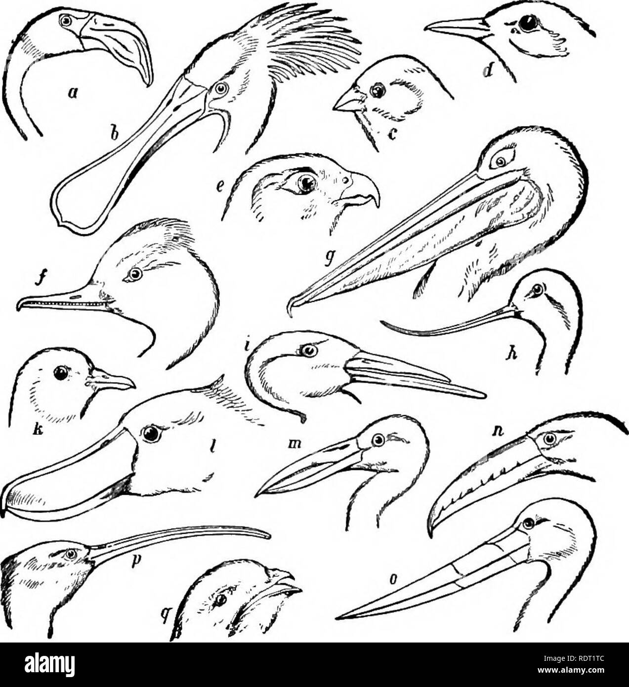 Extinct hawk Black and White Stock Photos & Images - Alamy