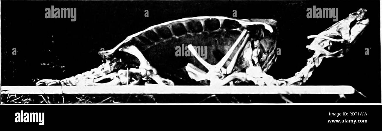 Clawed flippers hi-res stock photography and images - Alamy