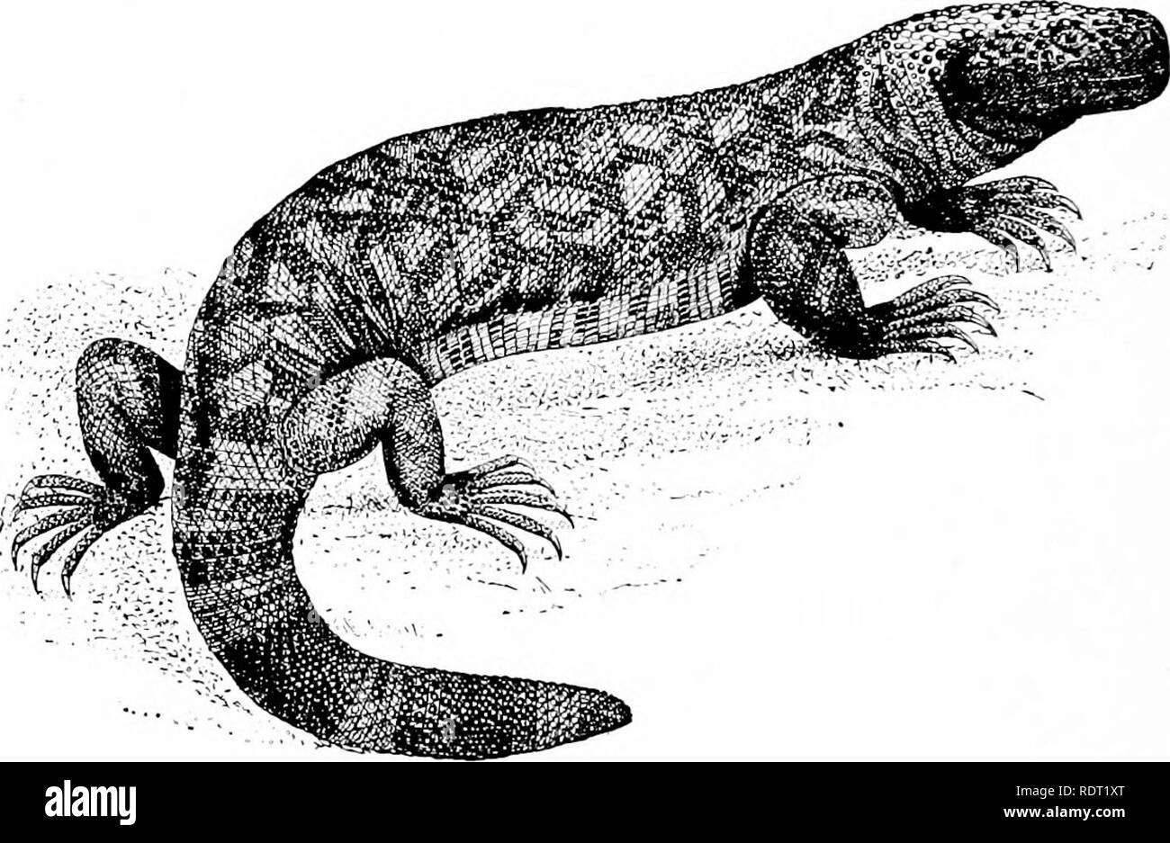 . Principles of economic zoo?logy. Zoology, Economic. 244 BRANCH ...