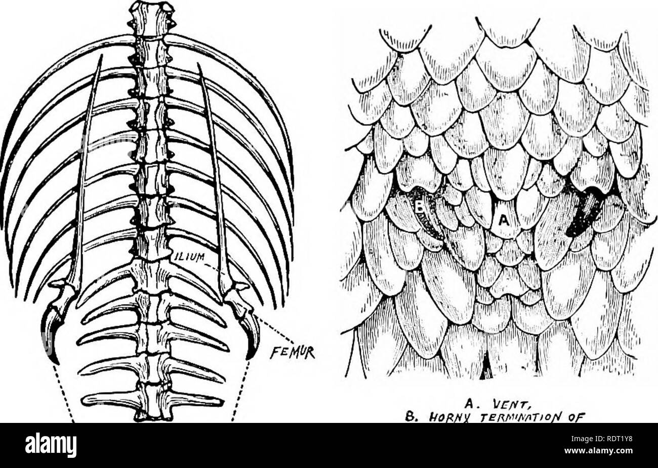 Vestigial Structures In Snakes